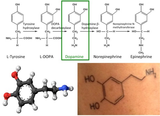Purple Haze of Parkinson’s: How Dopamine Works – Journey with Parkinson's