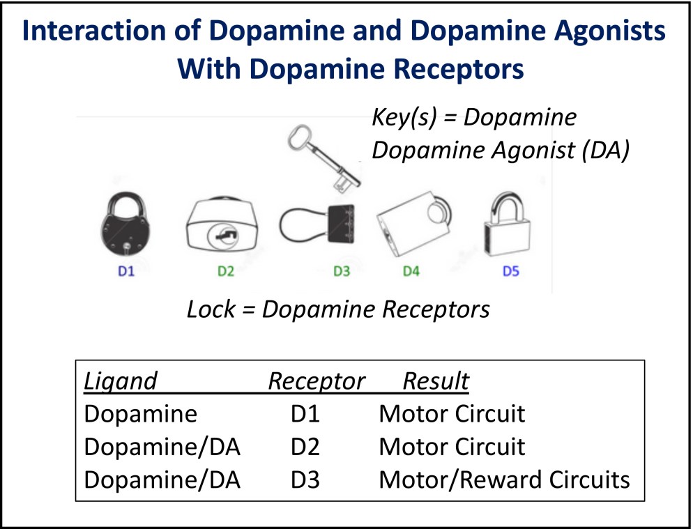 Dopamine Agonists and Impulse Control Disorders in Parkinson’s ...