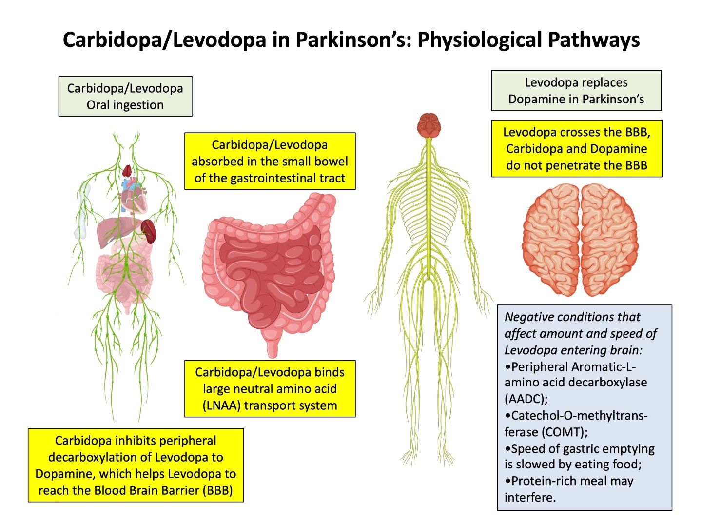 Treating Parkinson’s with Carbidopa/Levodopa – Journey with Parkinson's