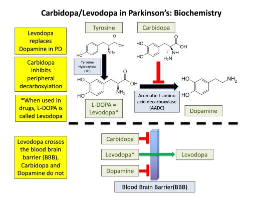 Treating Parkinson’s with Carbidopa/Levodopa – Journey with Parkinson's
