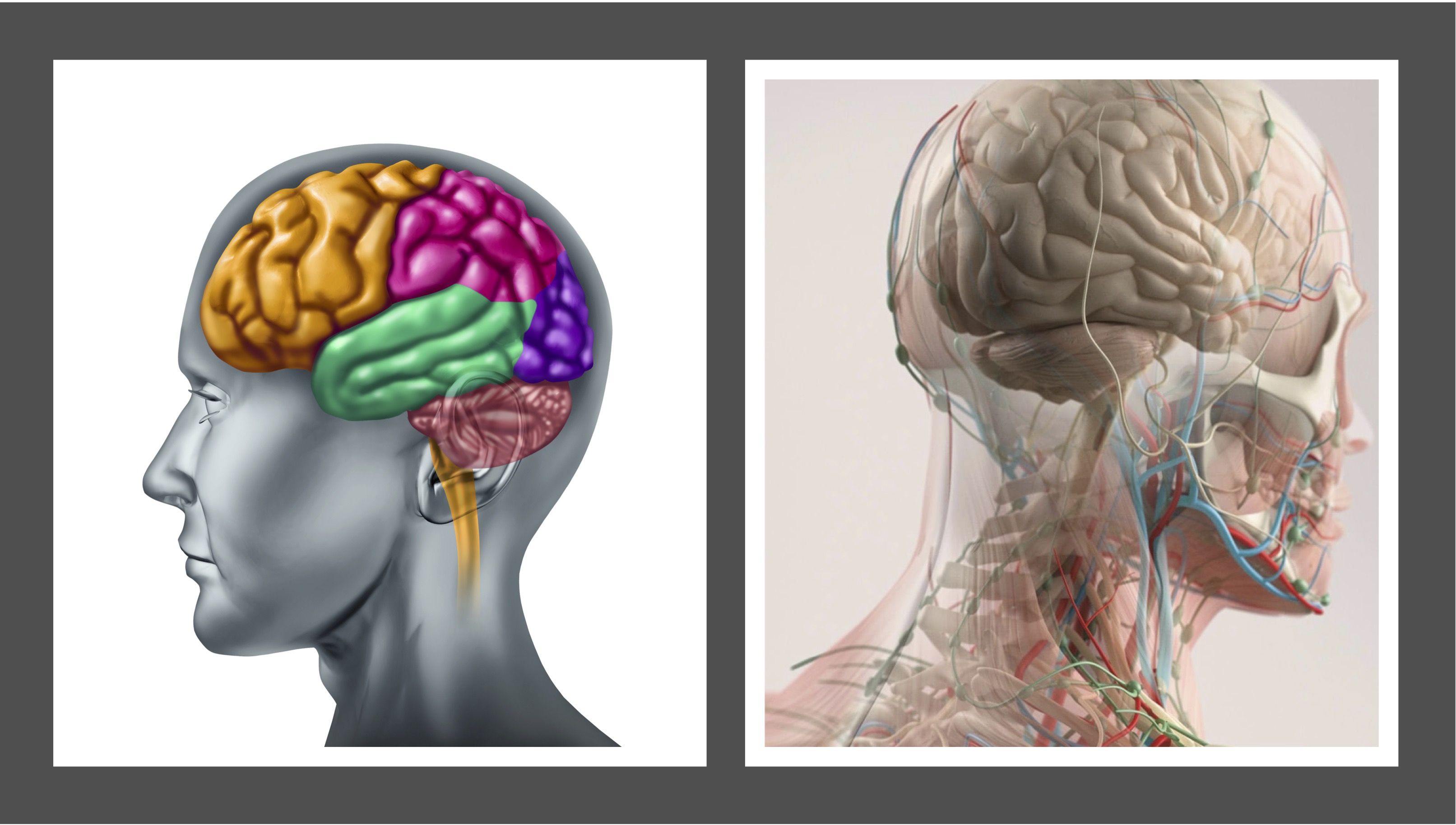 Views of the Brain: Journey with Parkinson’s – Journey with Parkinson's