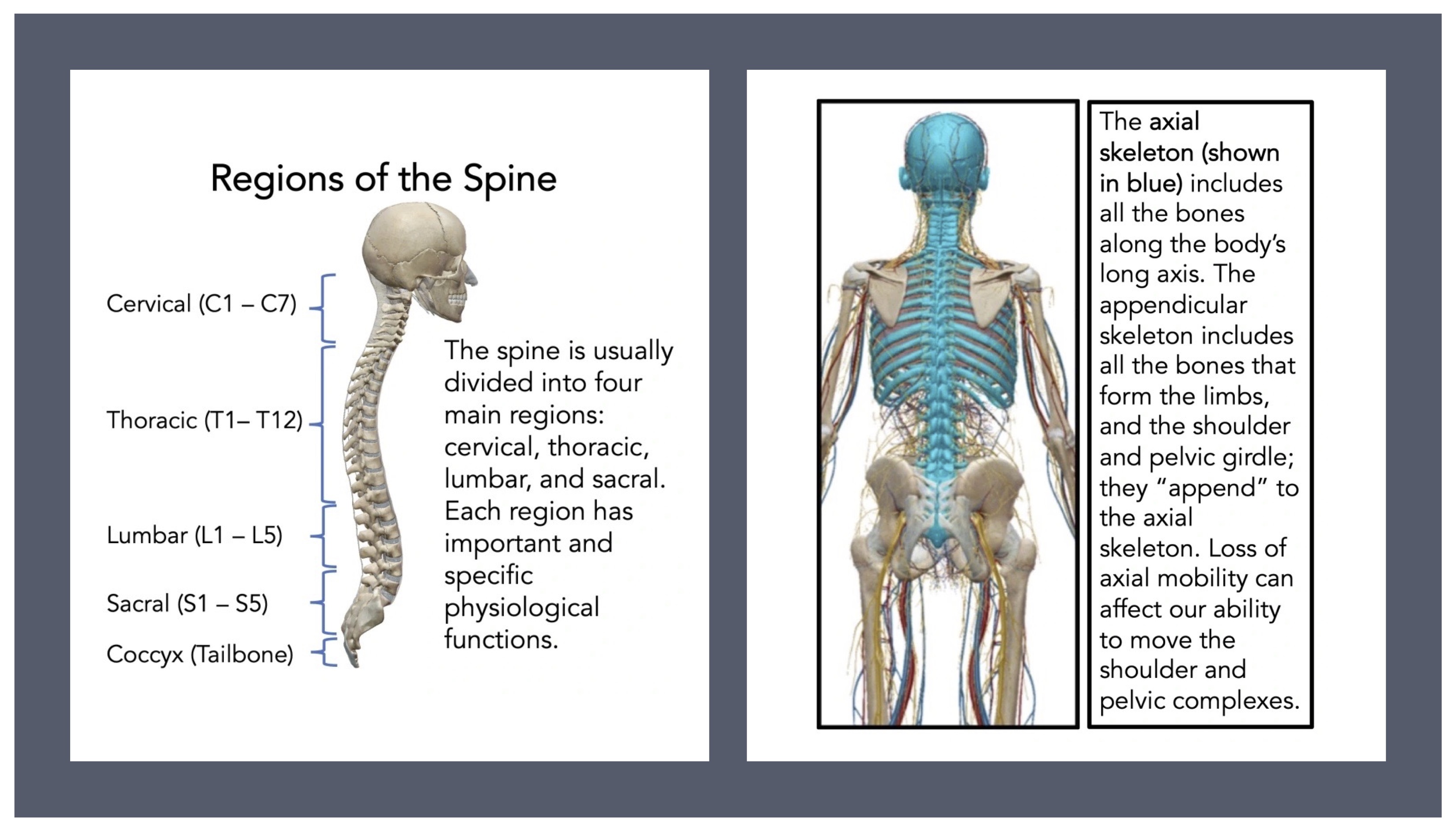 Parkinson’s and Axial Rotation (Part 3, Lumbar Spine) – Journey with ...