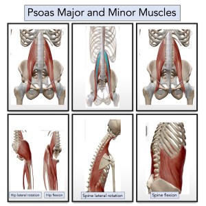 Journey with Parkinson’s: Rigid and Sore Muscles (Psoas, Piriformis ...