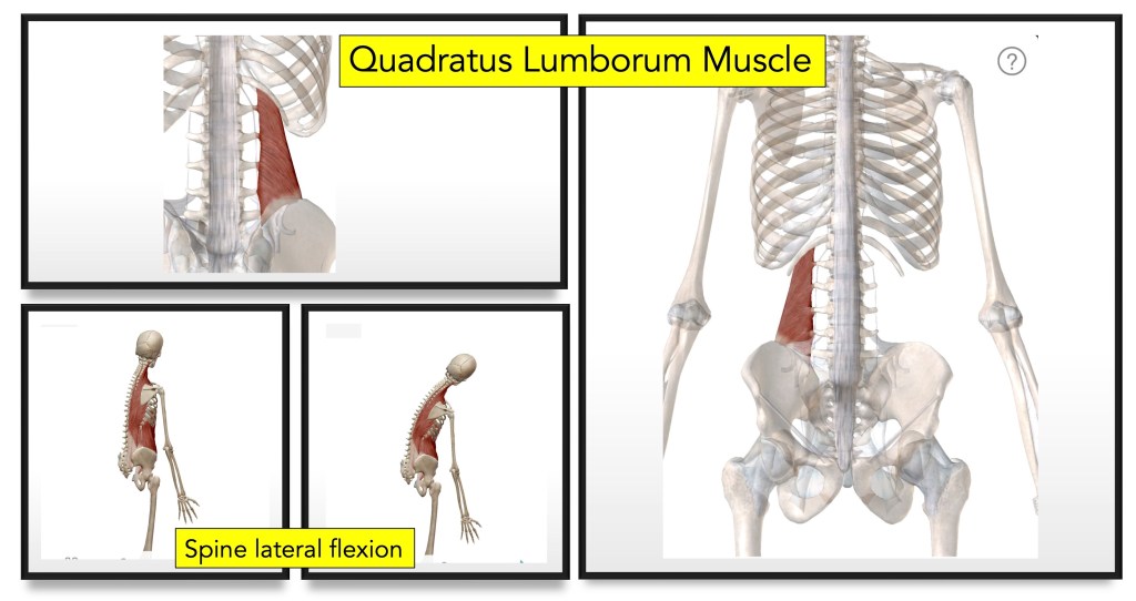Quadratus Lumborum Function Quadratus Lumborum (QL) | Low Back Pain