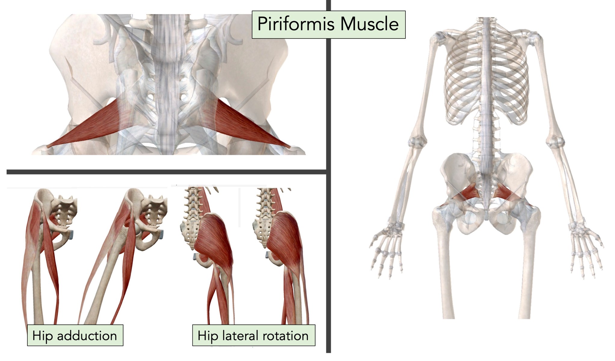 Journey with Parkinson’s: Rigid and Sore Muscles (Psoas, Piriformis ...