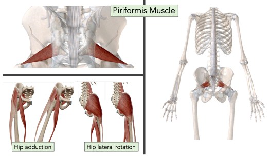 Journey with Parkinson’s: Rigid and Sore Muscles (Psoas, Piriformis ...